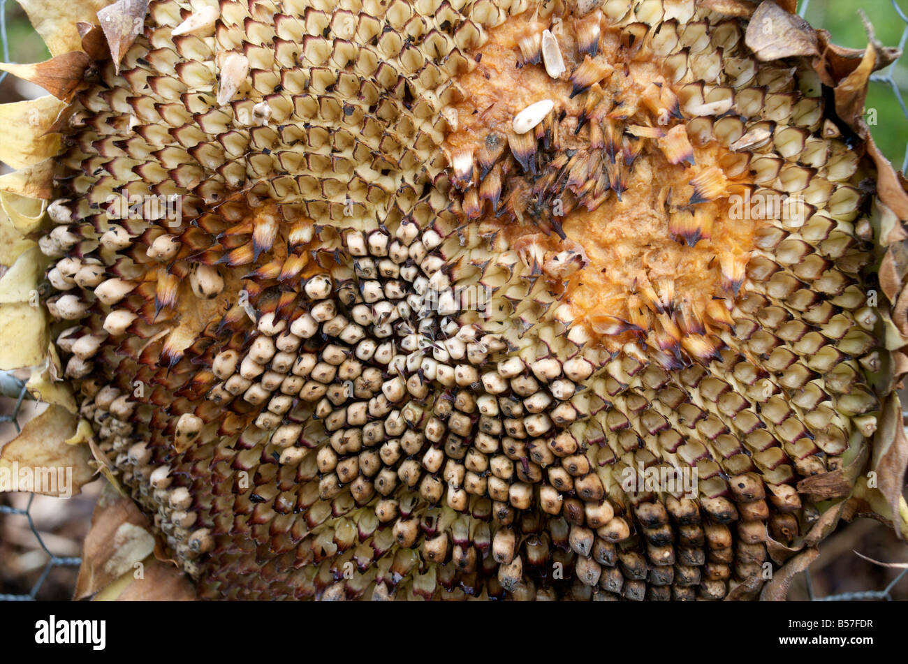 Dried sunflower hi-res stock photography and images - Alamy