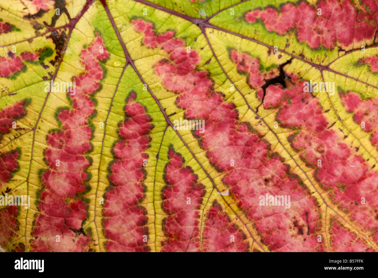 Abstract leaf patterns hi-res stock photography and images - Alamy