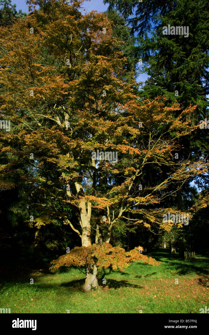 Ochre tree hi-res stock photography and images - Alamy