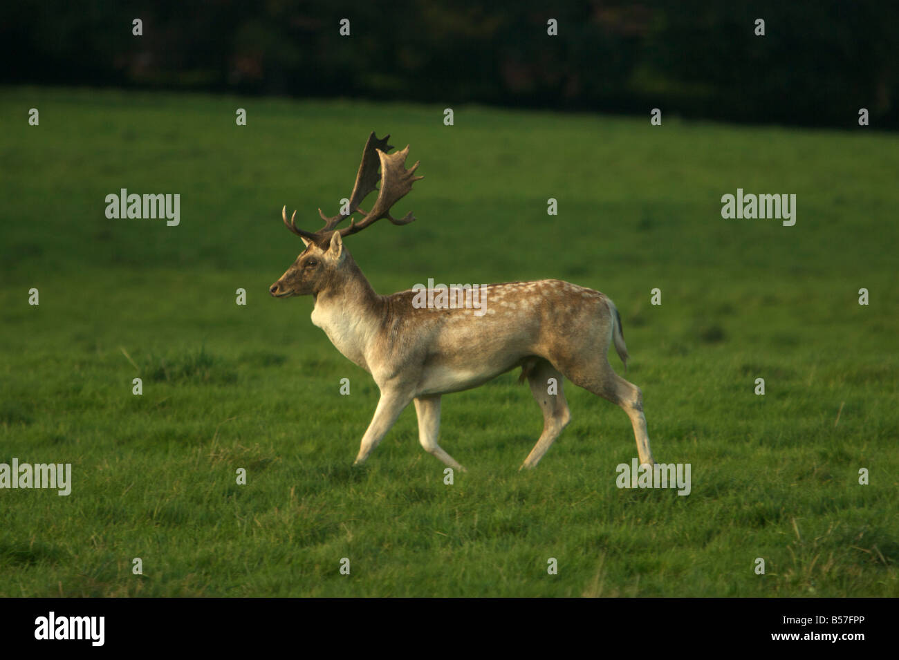 Fallow deer stag Stock Photo - Alamy