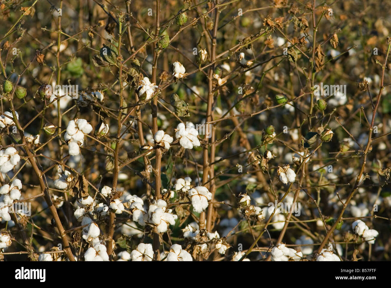 Mississippi delta cotton hi-res stock photography and images - Alamy