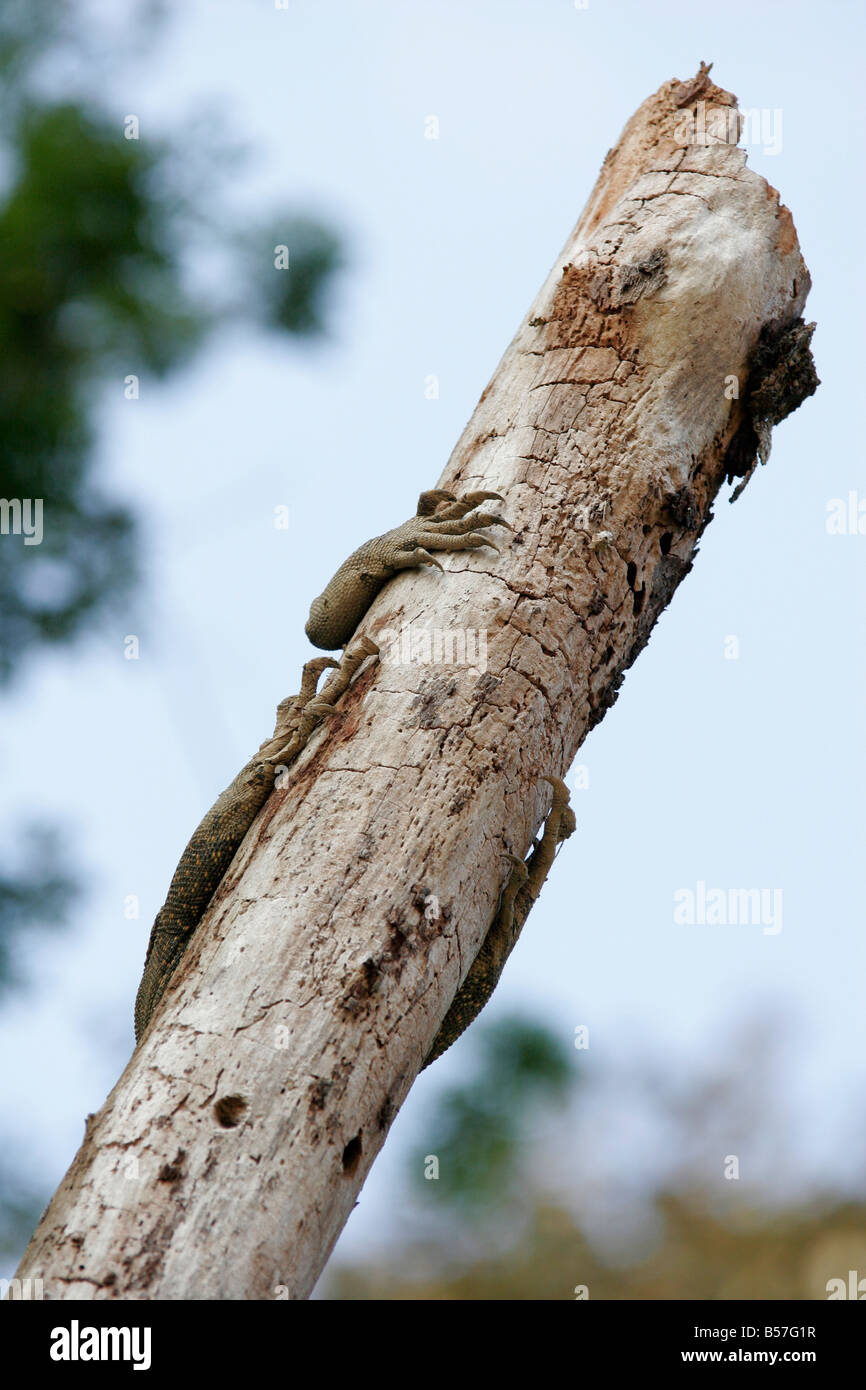 Monitor lizard sitting on the tree, Sabah, Borneo, Malaysia Stock Photo ...