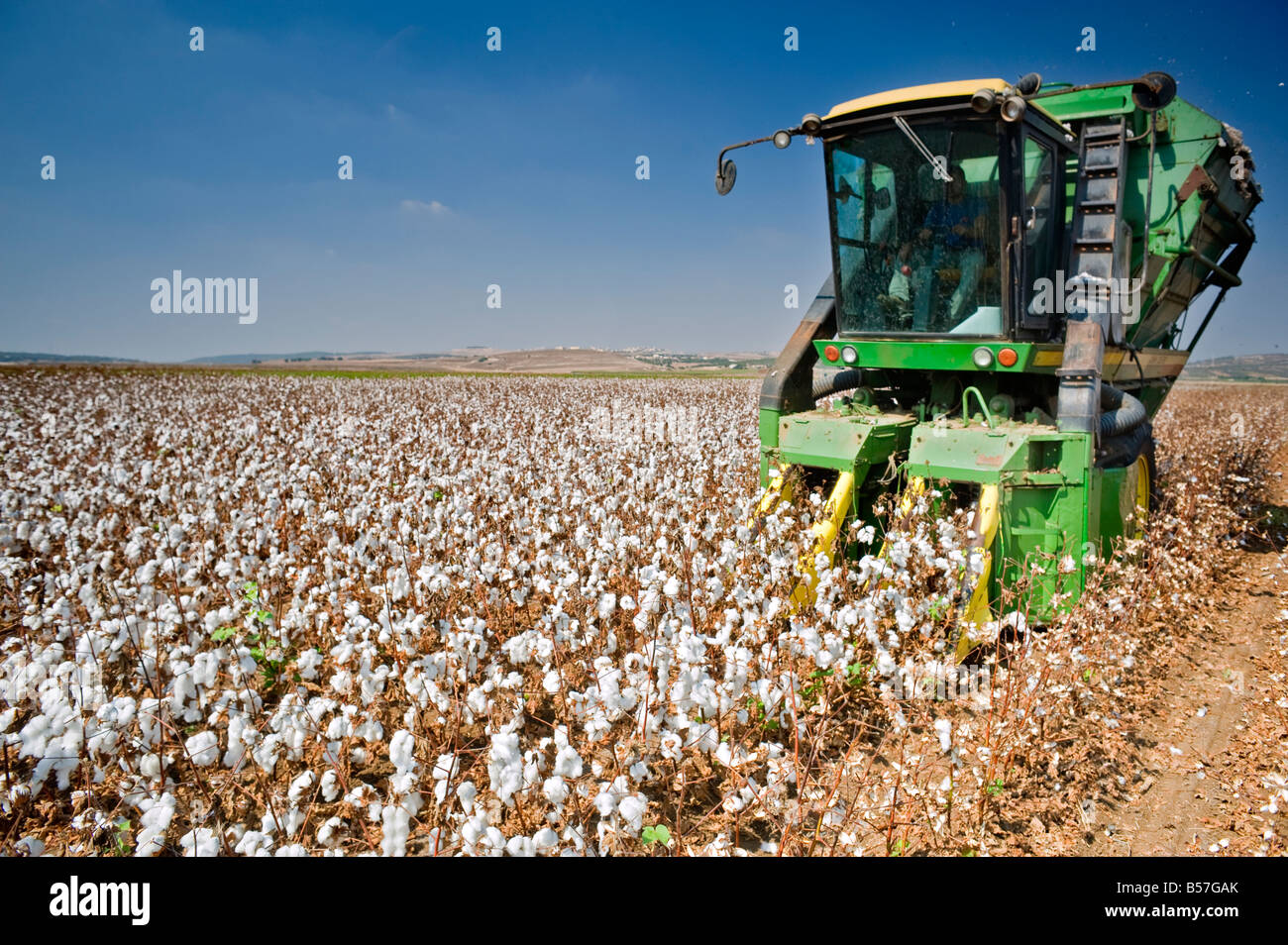 cotton combine harvesting field Stock Photo - Alamy