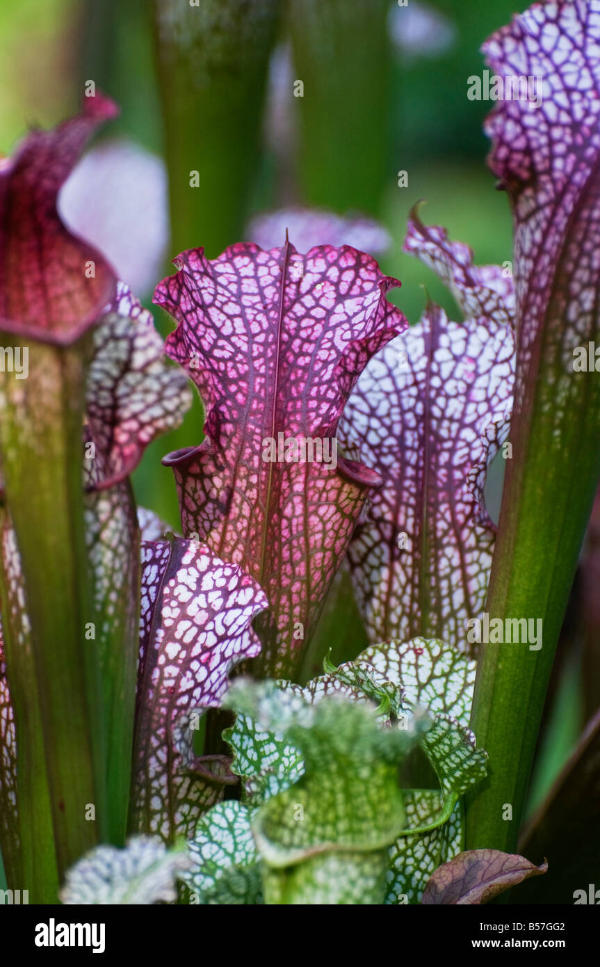 Pitcher plants at Kanapaha Gardens Gainesville Florida Sarracenia ...