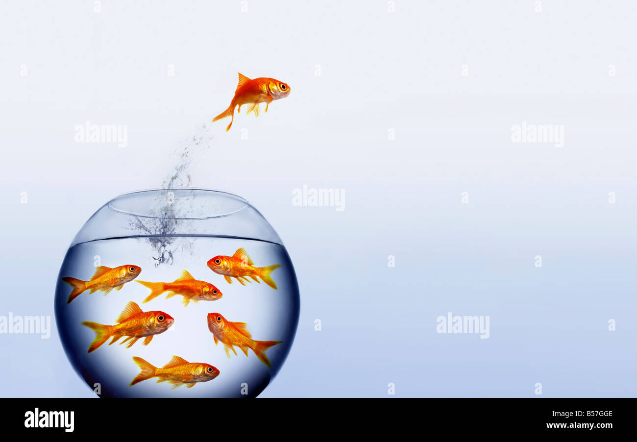 goldfish jumping out of the water from a crowded bowl Stock Photo - Alamy