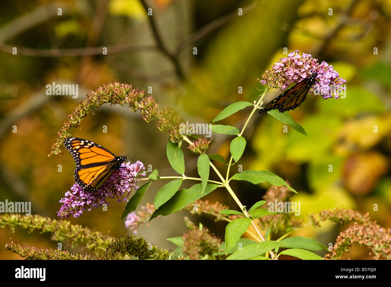 Monarch Danaus plexippus Stock Photo - Alamy