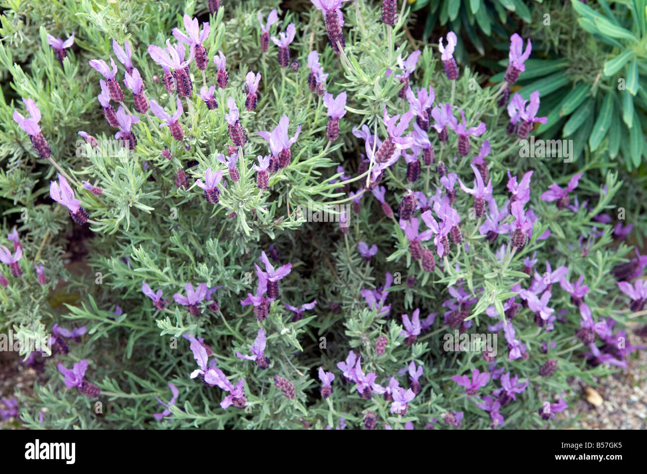 Deep lavender rose hi-res stock photography and images - Alamy