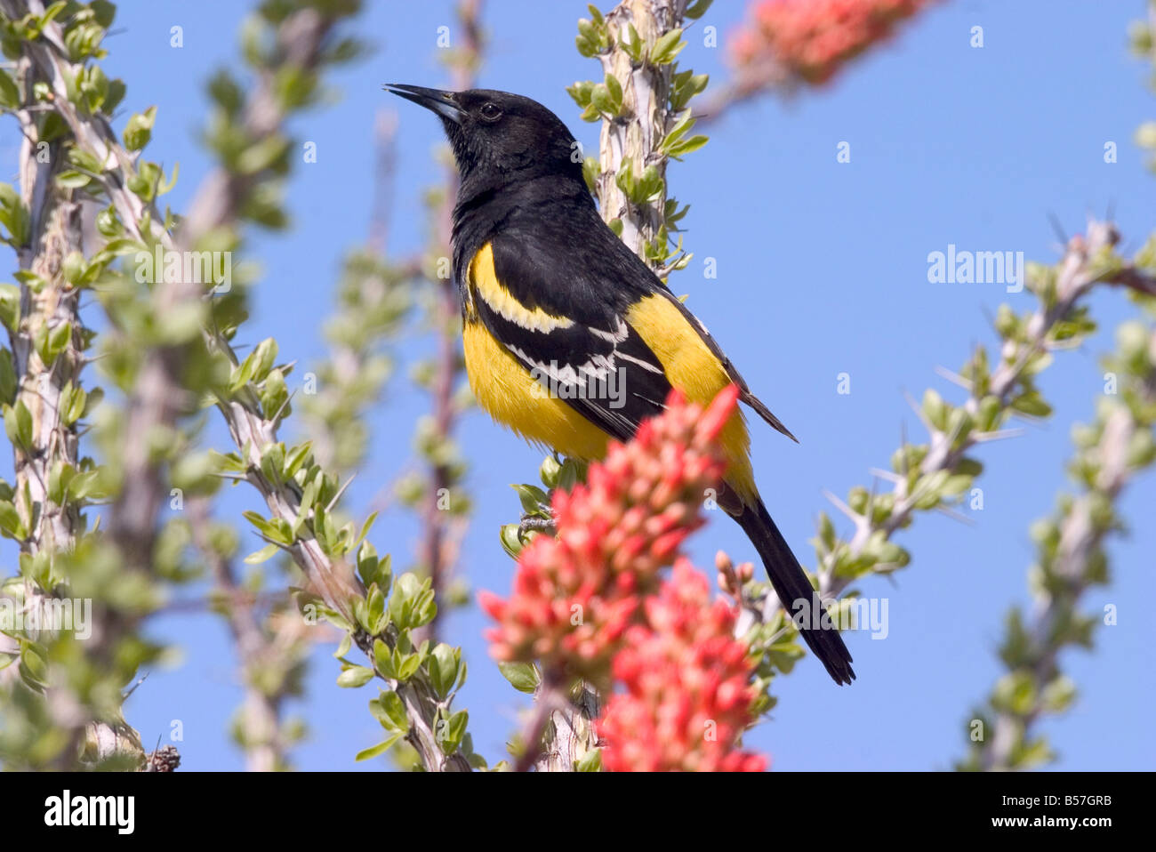 Scott's Oriole Icterus parisorum Rockhound State Park New Mexico United ...