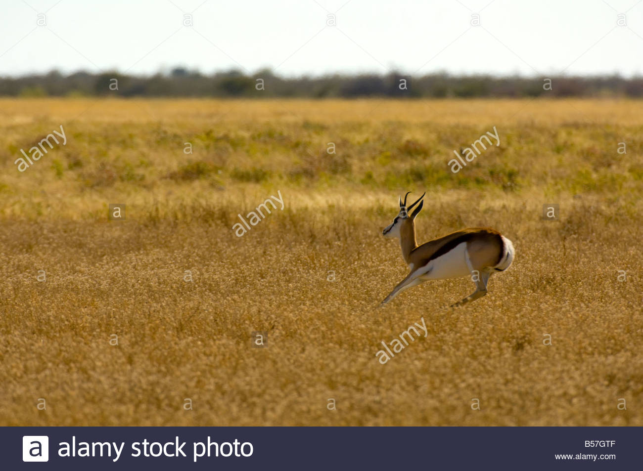 Springbok Pronking Stock Photos & Springbok Pronking Stock Images - Alamy