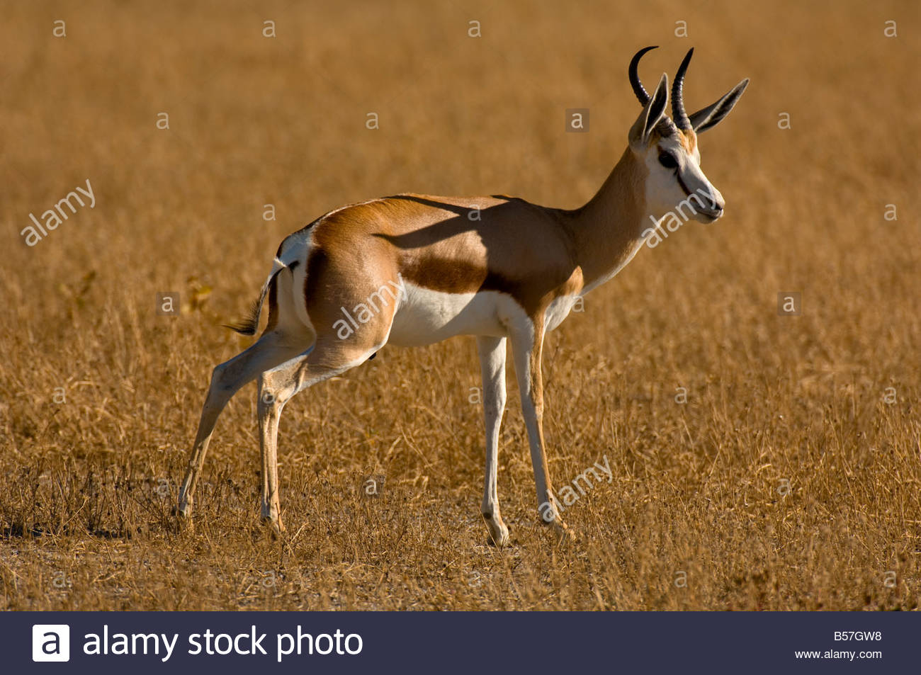 Springbok Running Stock Photos & Springbok Running Stock Images - Alamy