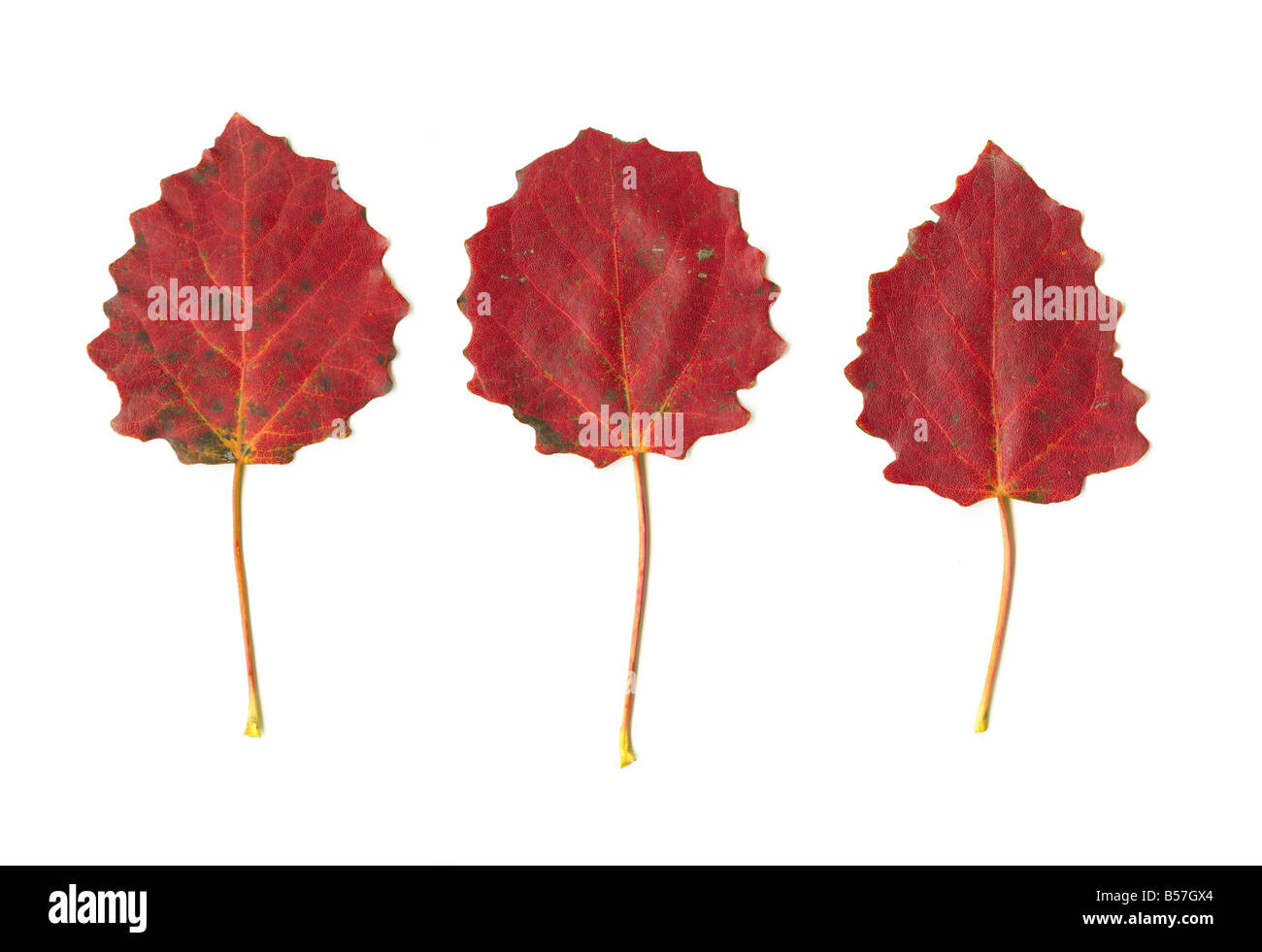 Collection of leaves hi-res stock photography and images - Alamy