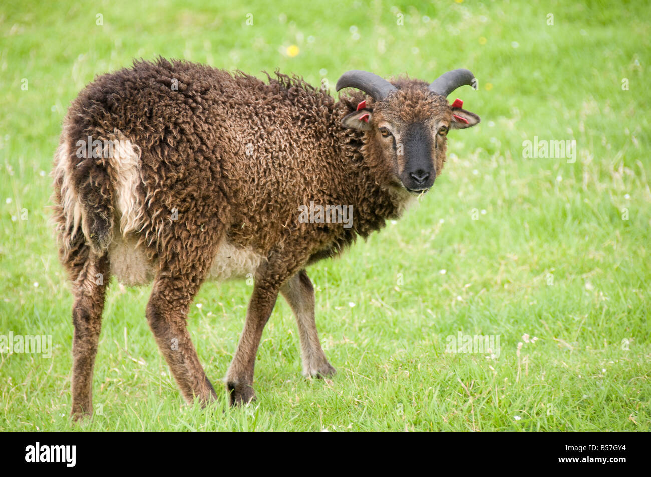 St Kilda Soay sheep Stock Photo - Alamy