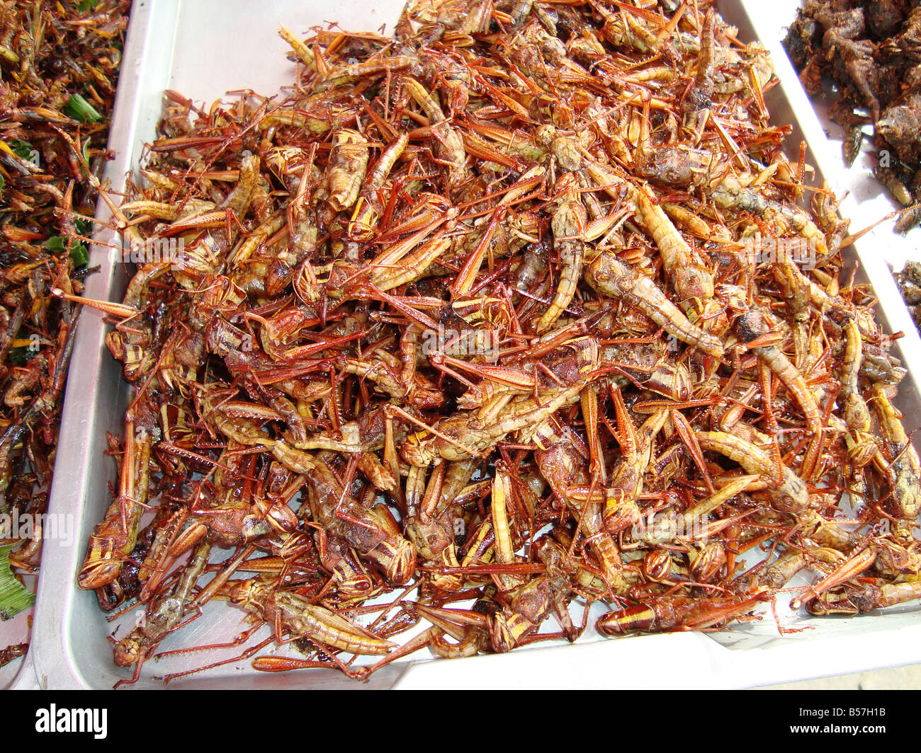 A dish of fried Grasshoppers at Chatuchak Weekend Market in Bangkok ...