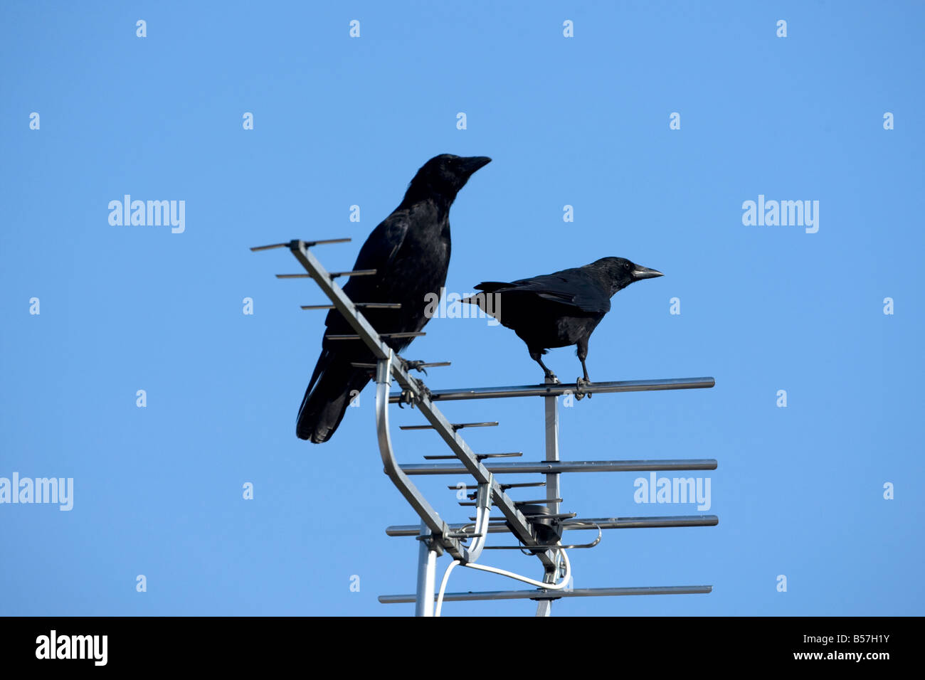 Carrion Crow Corvus corone on aerial Stock Photo - Alamy