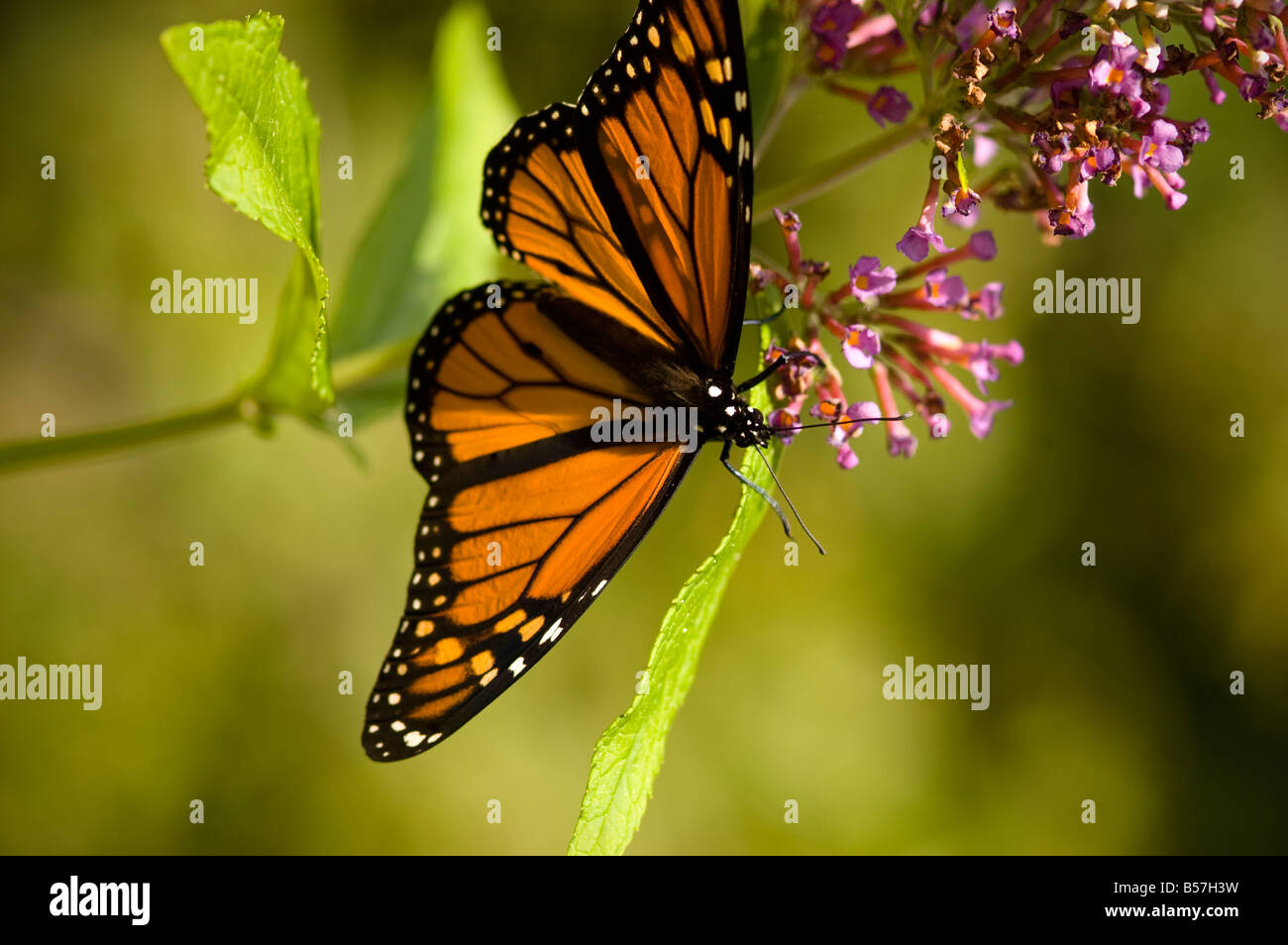 Monarch Danaus plexippus Stock Photo - Alamy