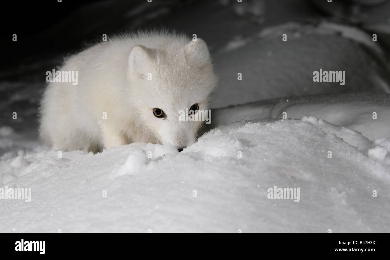 Arctic fox winter coat with prey hi-res stock photography and images ...