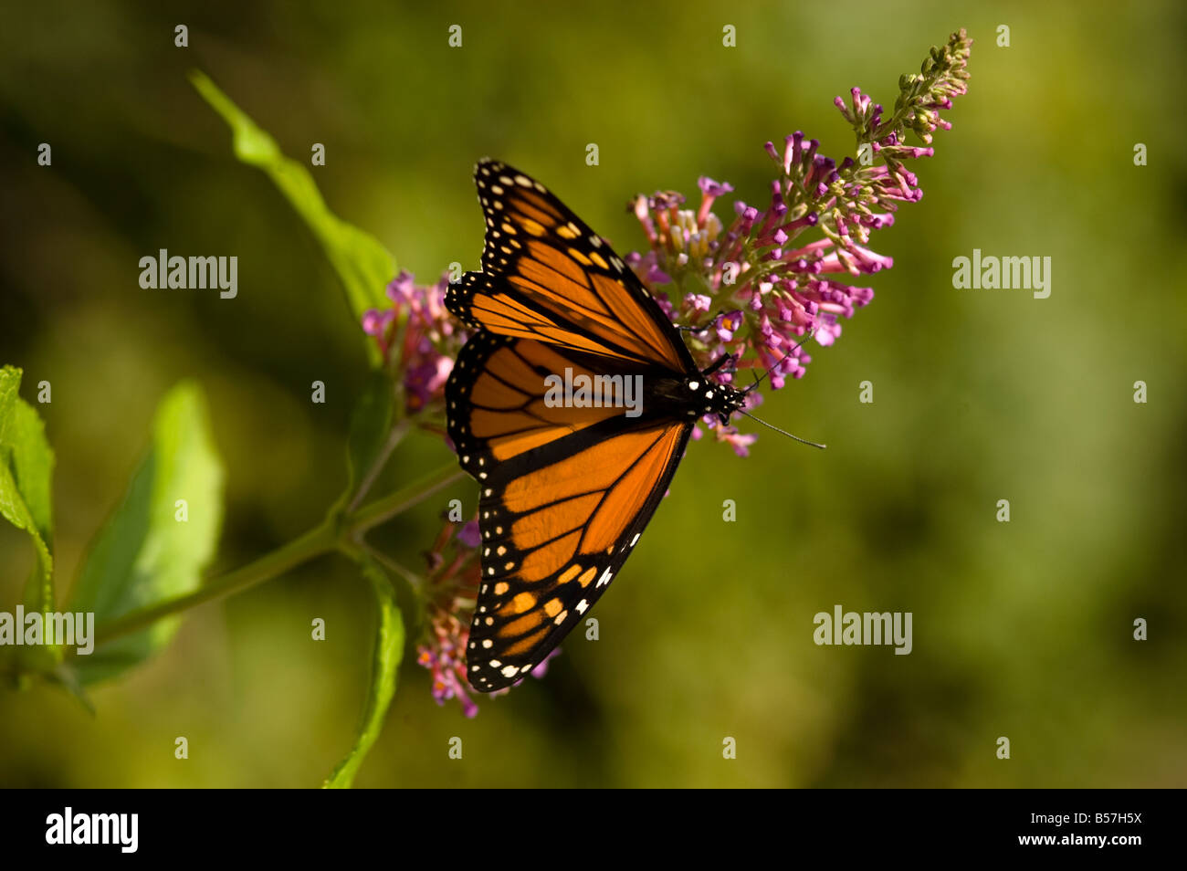 Monarch Danaus plexippus Stock Photo - Alamy