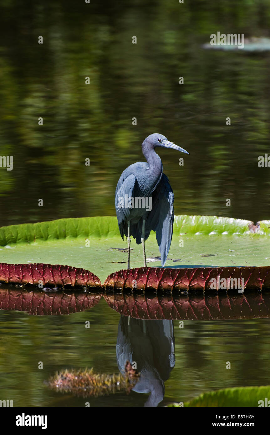 A little blue heron Egretta caerulea stands atop a Giant Victoria water ...