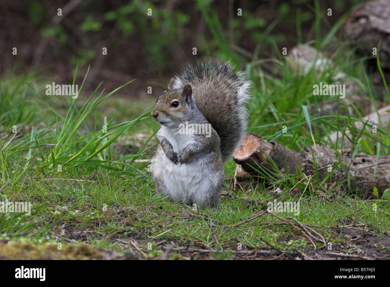 Eastern Grey Squirrel Sciurus carolinensis apprehensively sitting ...