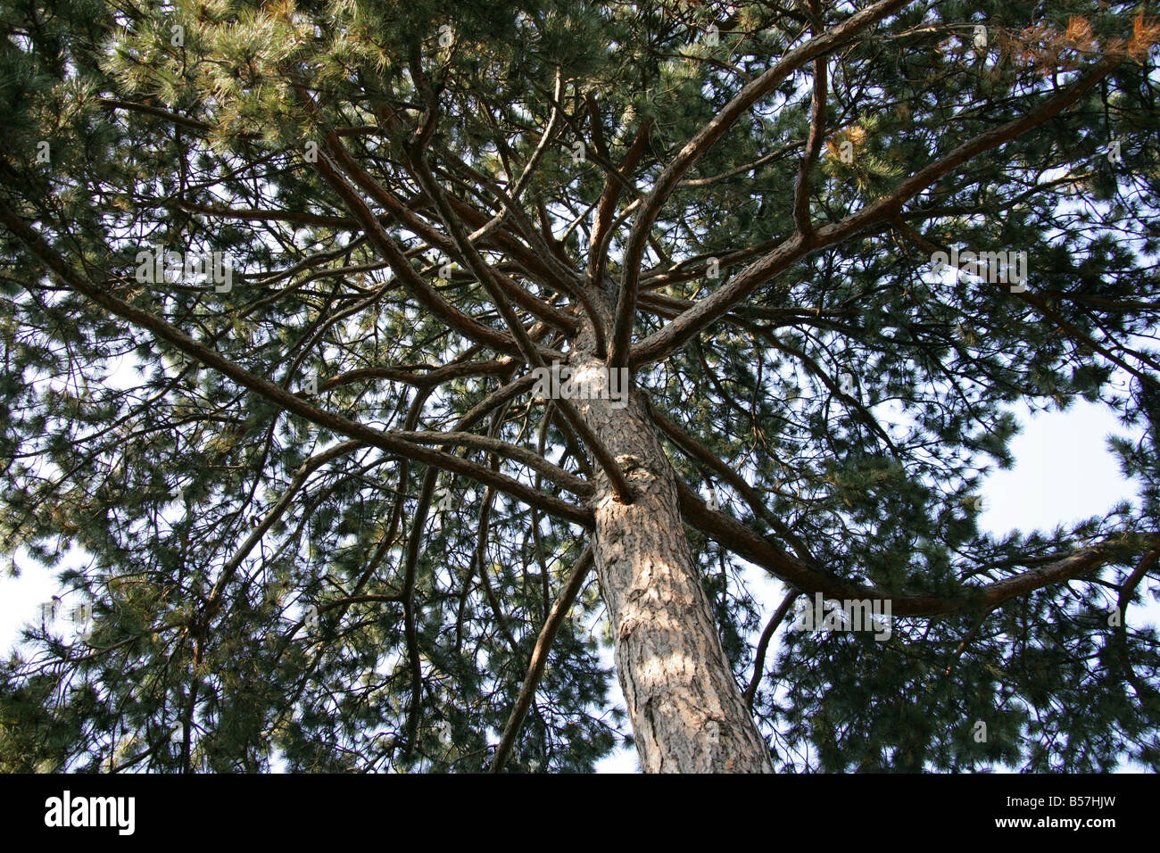 European Black Pine, Pinus nigra, Pinaceae Stock Photo - Alamy