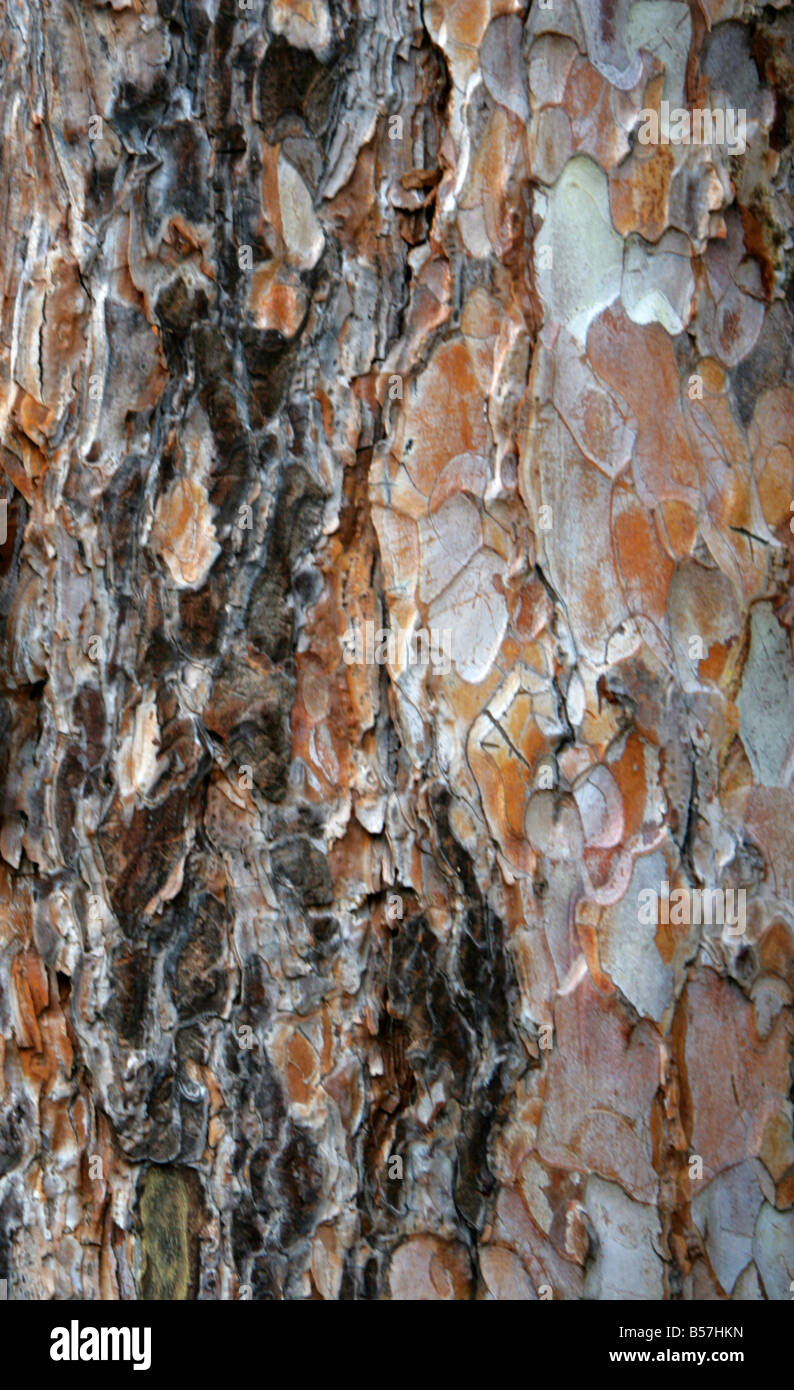 European Black Pine Bark, Pinus nigra, Pinaceae, Central and Southern ...