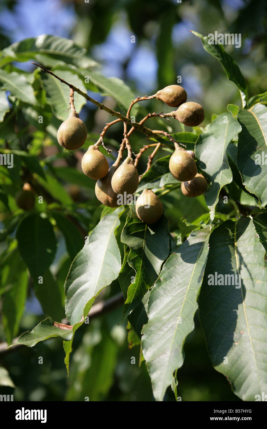 Indian Horse Chestnut Aesculus indica Hippocastanaceae Himalayas Stock ...