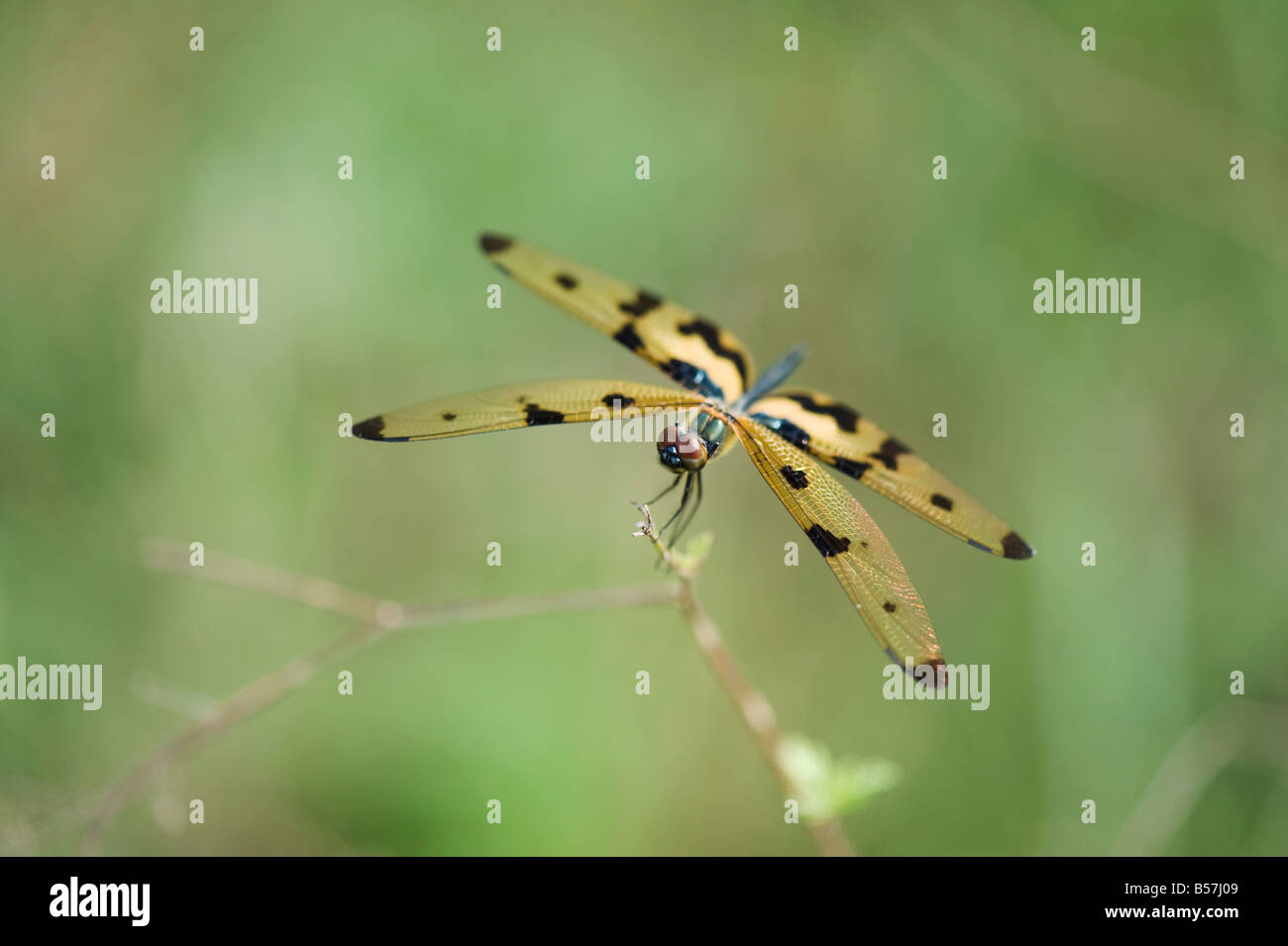 Dragonfly hi-res stock photography and images - Alamy