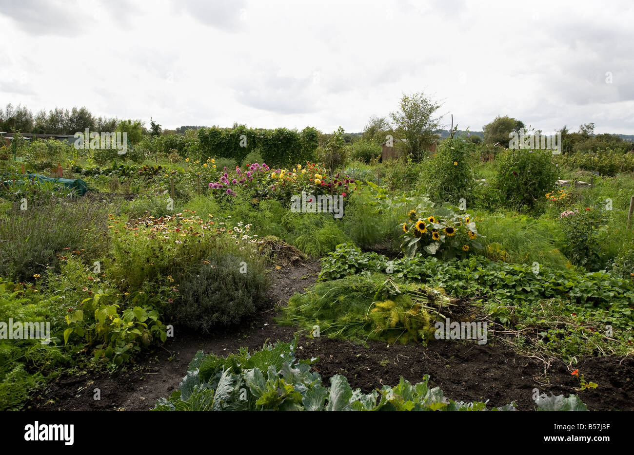 Allotment With Sunflower High Resolution Stock Photography and Images ...