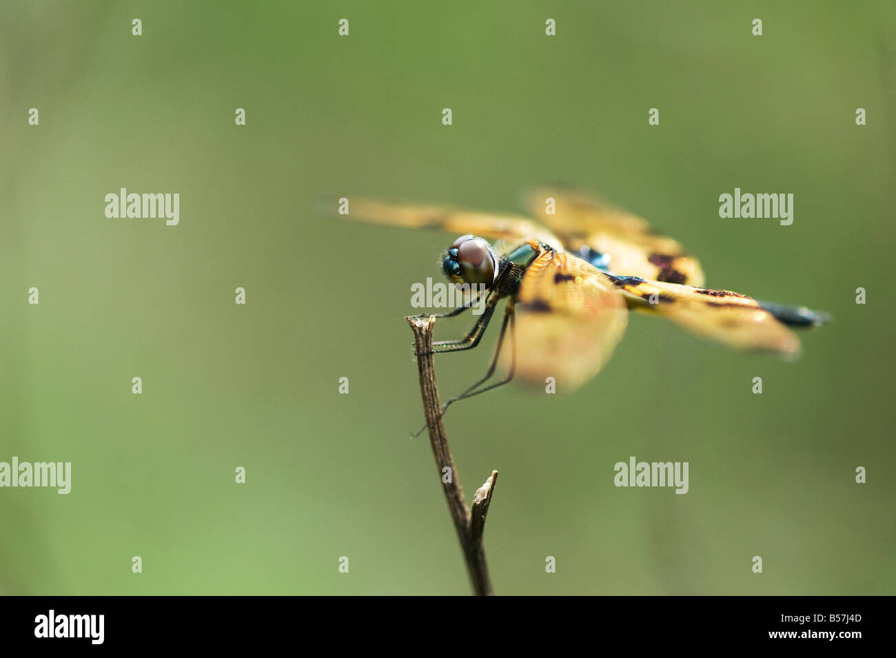 Rhyothemis variegata. Common Picturewing dragonfly / variegated ...