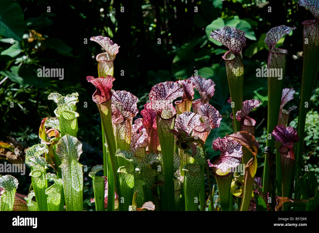 S pitcher plant hi-res stock photography and images - Alamy