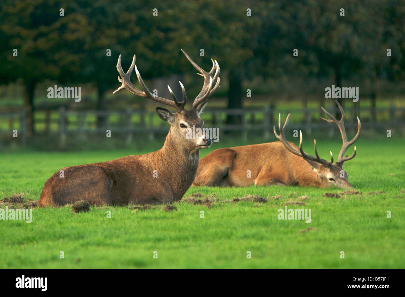 Red deer stag Stock Photo - Alamy