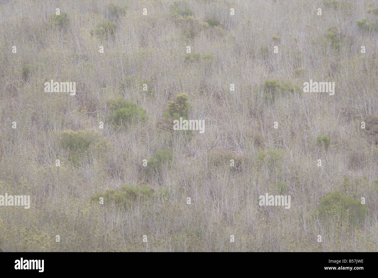 Field of fennel Stock Photo - Alamy