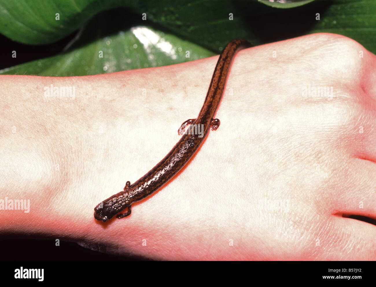 Slender salamanders hi-res stock photography and images - Alamy