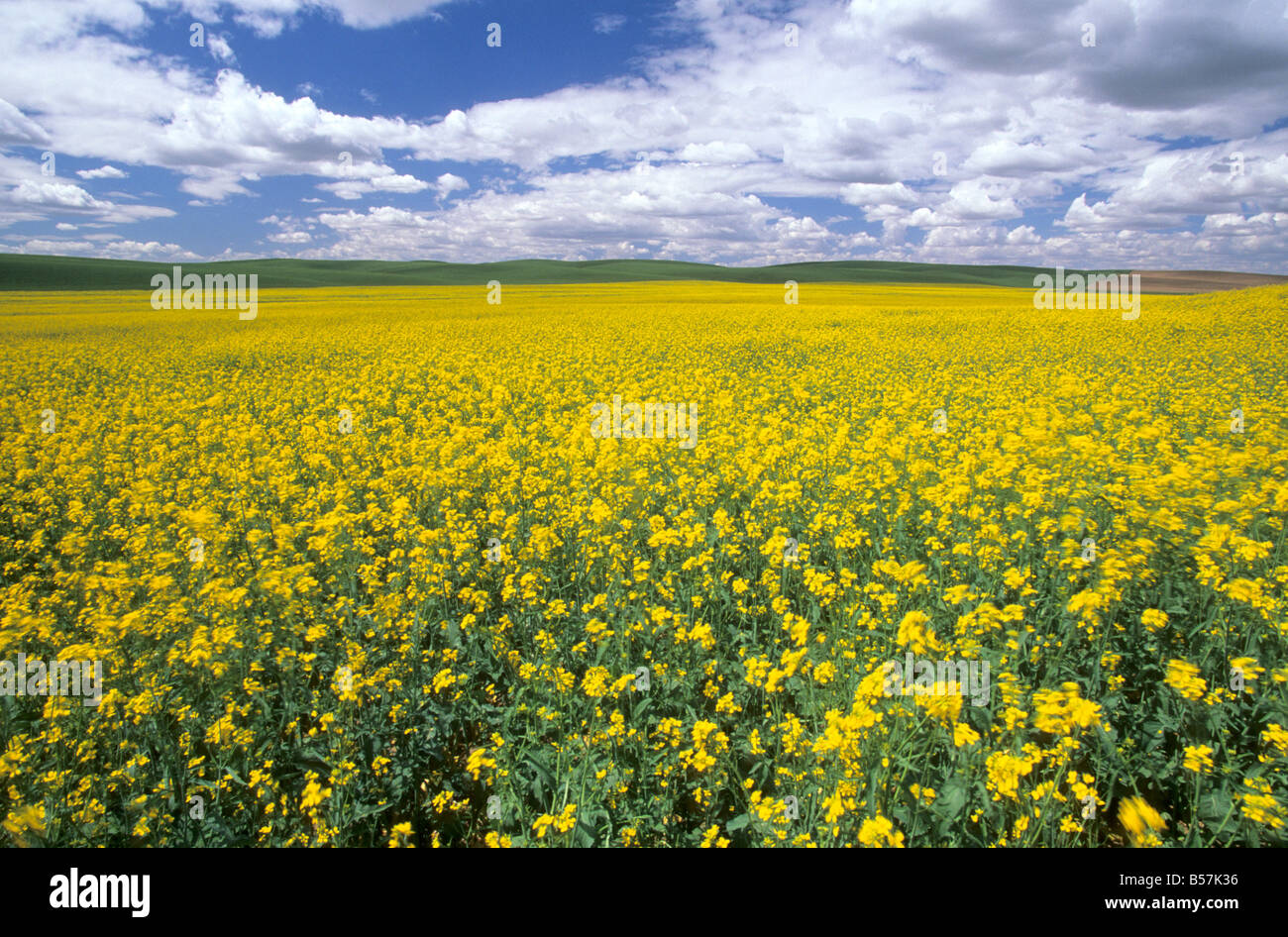 Mustard field in the Palouse farmlands, Eastern Washington State Stock ...