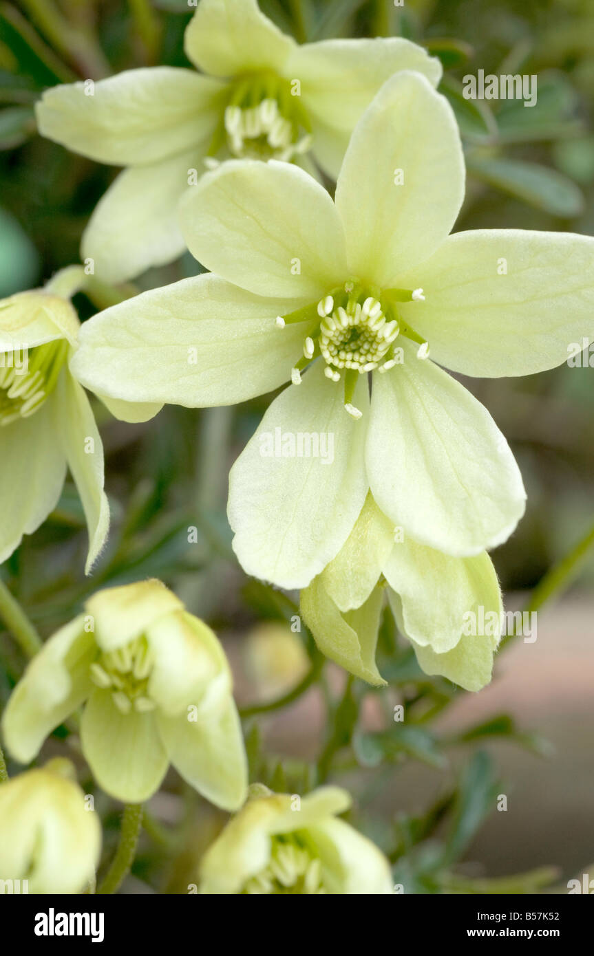 Ivory flowers hi-res stock photography and images - Alamy