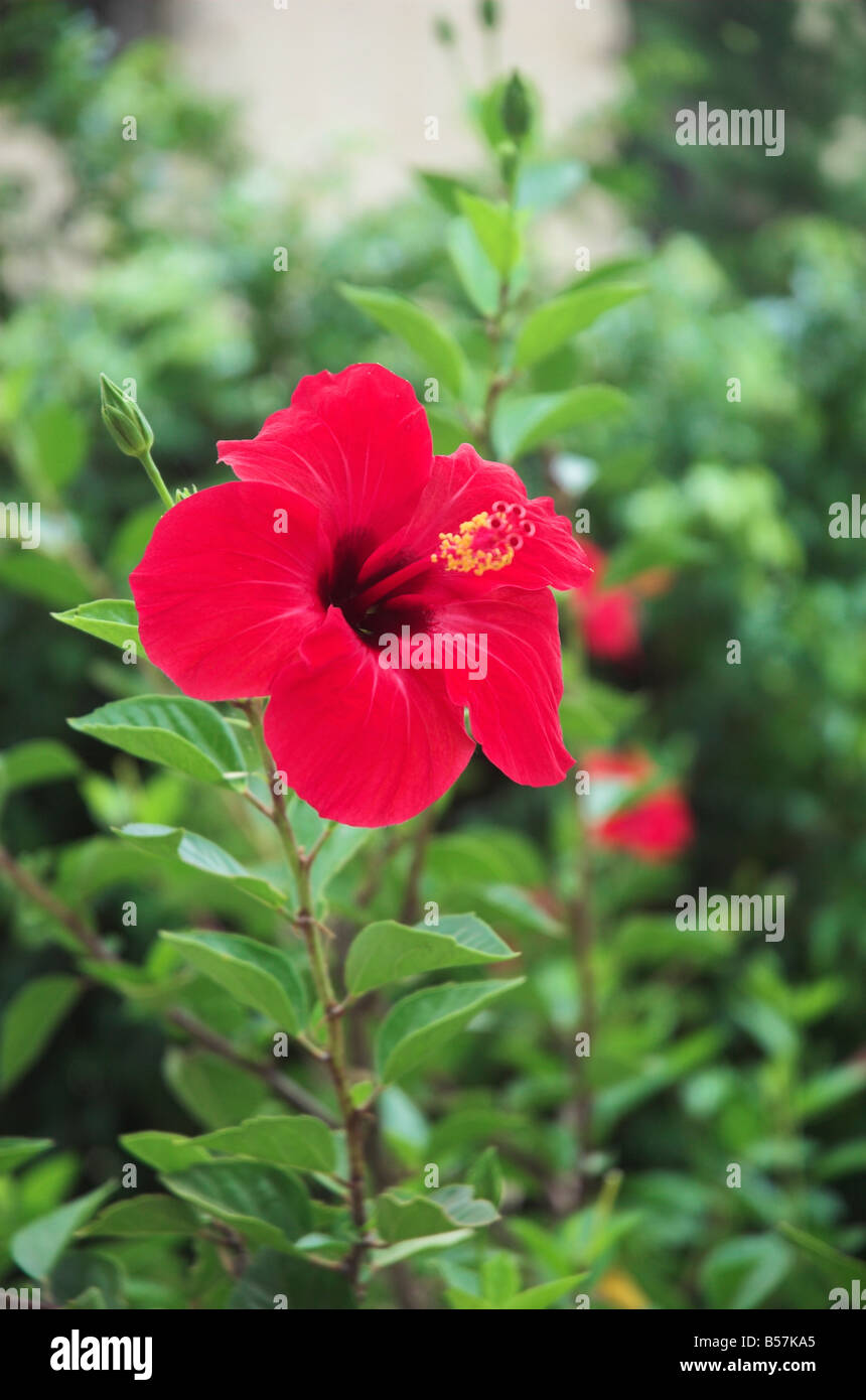 Stem of hibiscus flower hi-res stock photography and images - Alamy