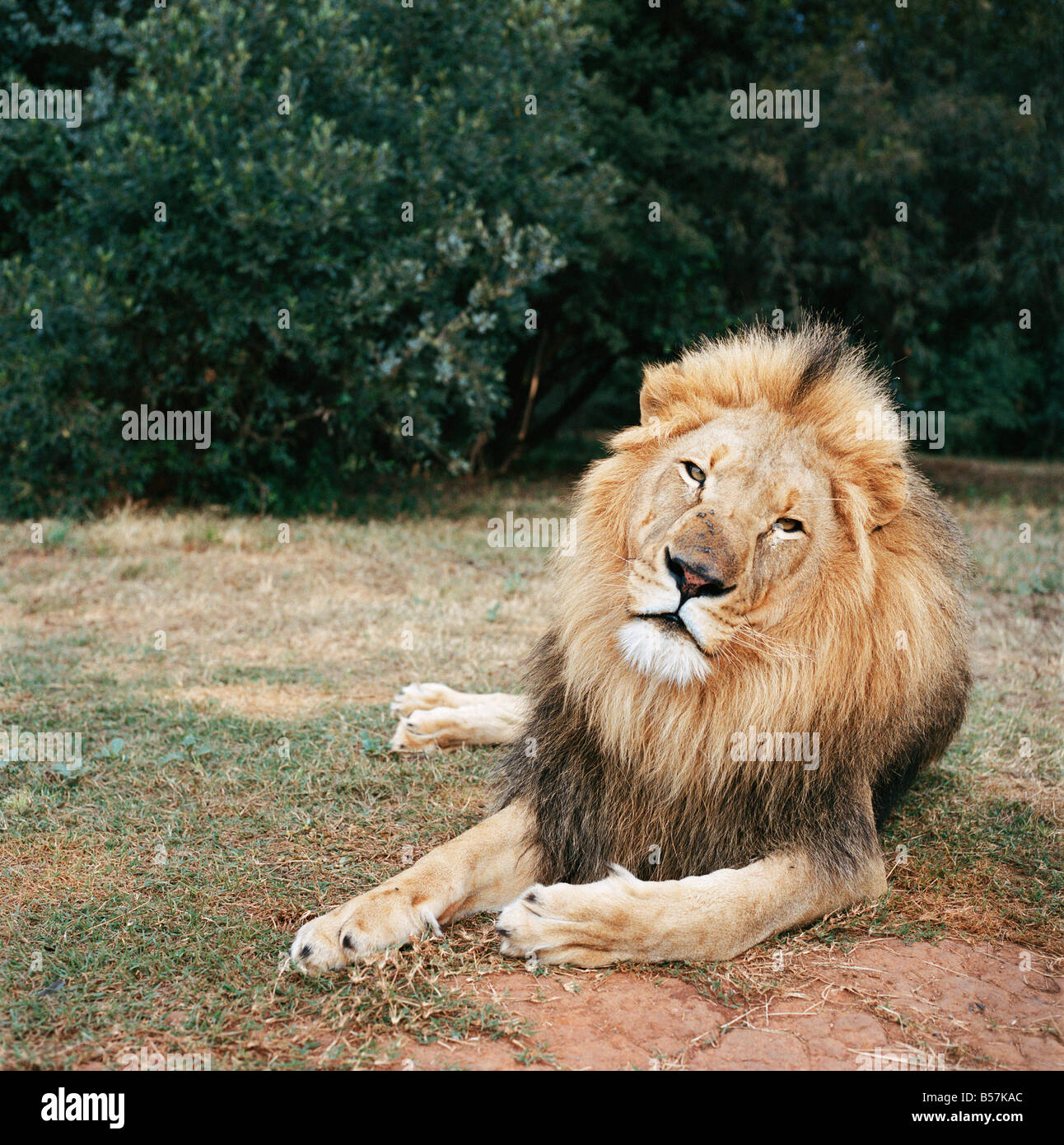 Animalmale hi-res stock photography and images - Alamy