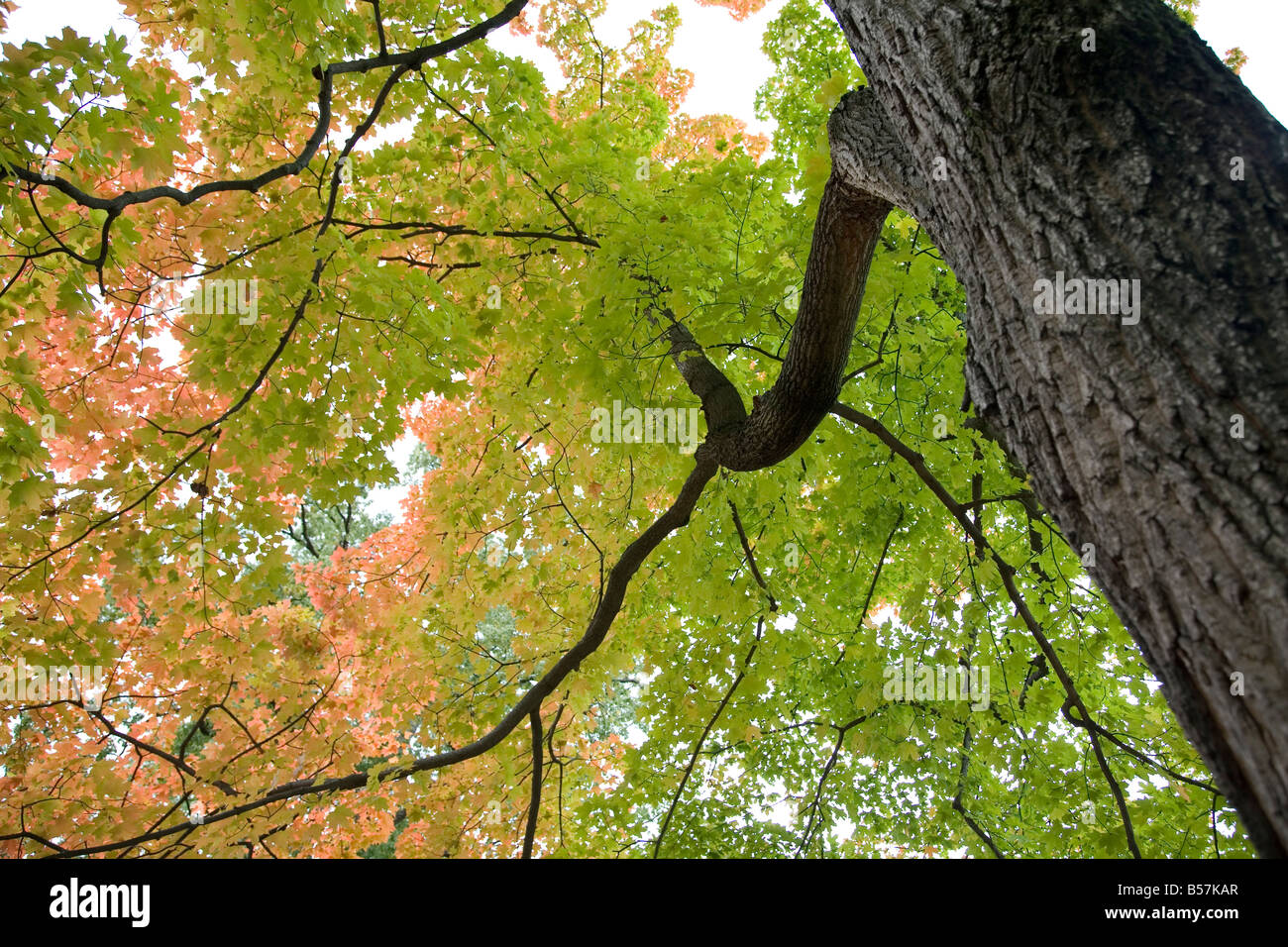 Under a Tree in Autumn Stock Photo - Alamy