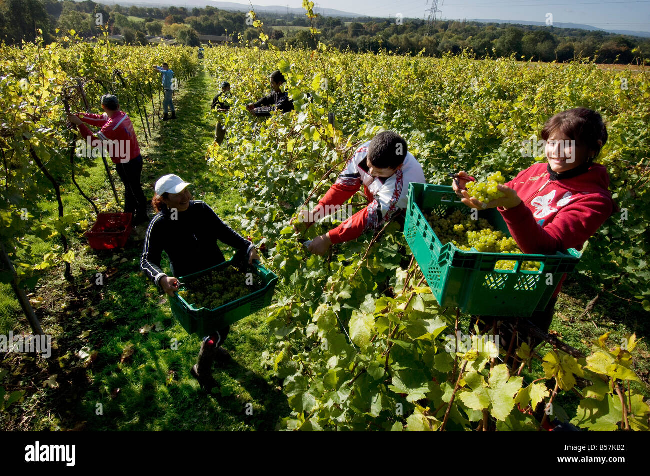 Grape harvest workers picking vineyard hi-res stock photography and ...