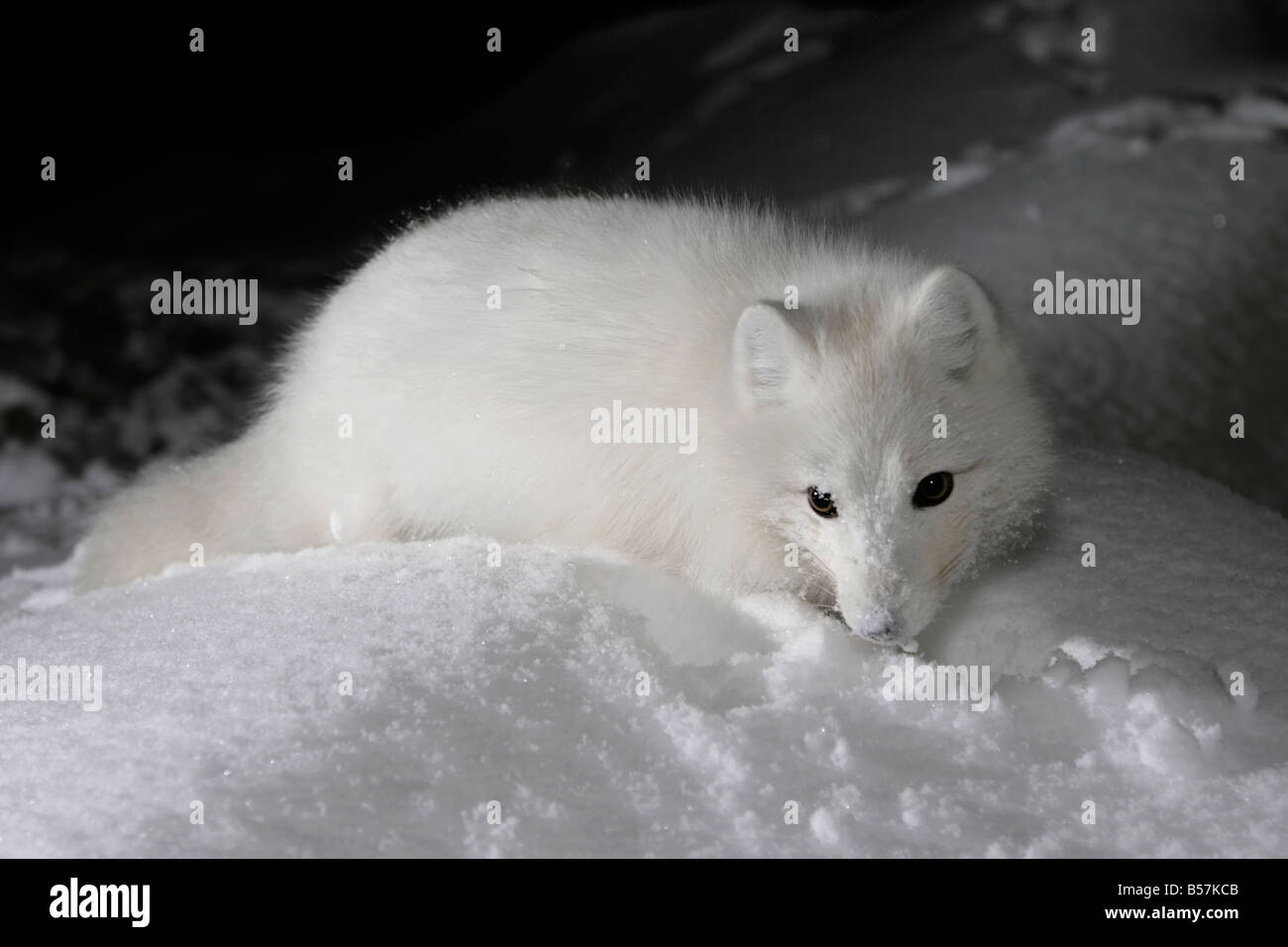 Arctic fox winter coat with prey hi-res stock photography and images ...