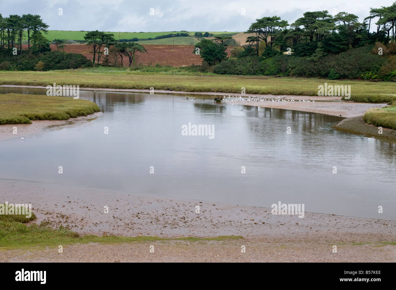 River otter estuary hi-res stock photography and images - Alamy
