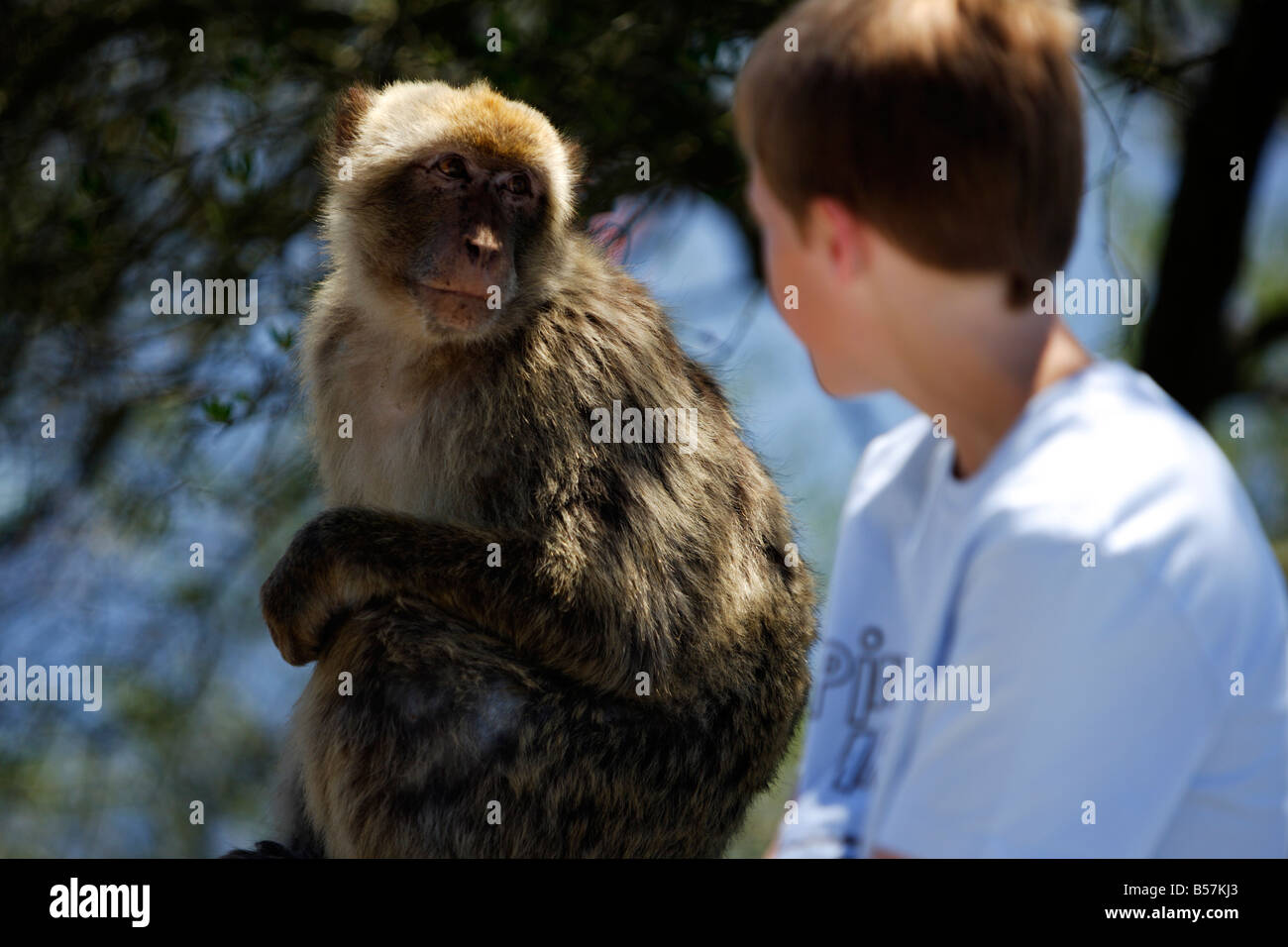 Boy with Barbary Ape, Gibraltar Stock Photo - Alamy
