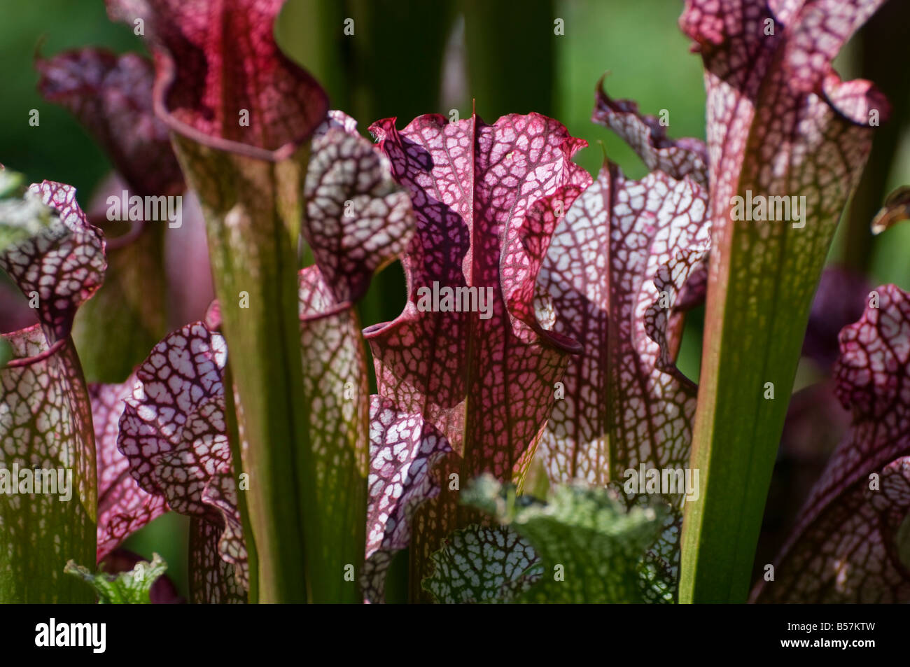 Pitcher plants at Kanapaha Gardens Gainesville Florida Sarracenia ...