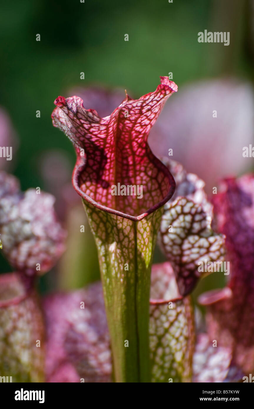 Pitcher plants at Kanapaha Gardens Gainesville Florida Sarracenia ...