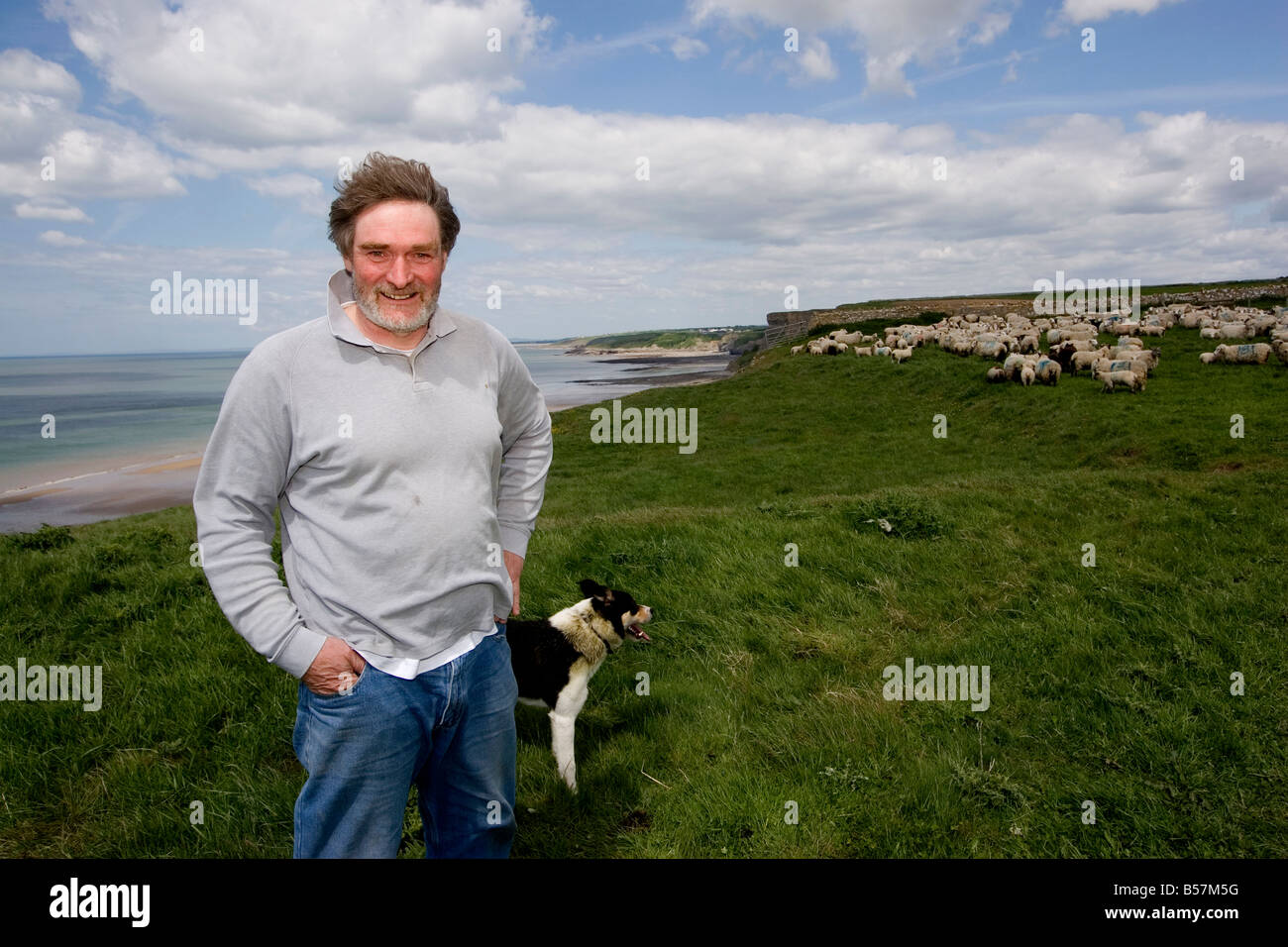 Peter Davies organic farmer with his sheep dog and a flock of sheep on ...