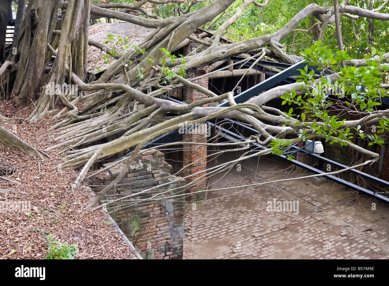 Tainan's tree house, a 17th century house overgrown by a large banyan ...