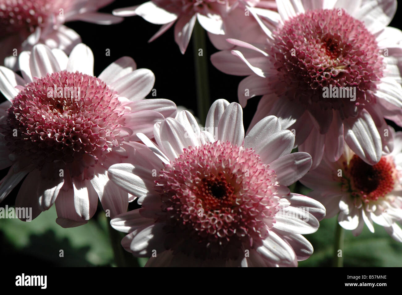 Some anemone Chrysanthemums Stock Photo - Alamy
