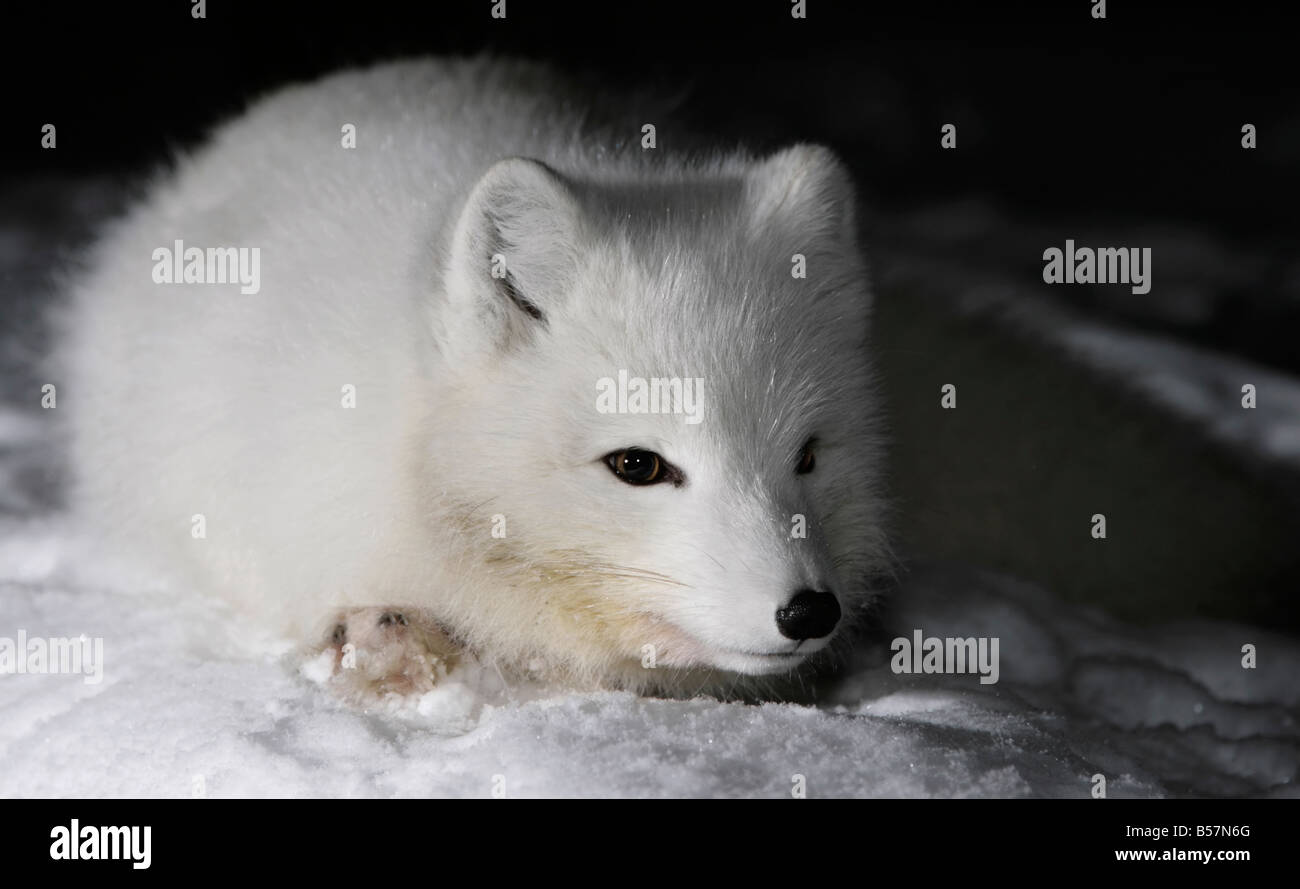 Arctic fox Alopex lagopus in winter coat lying on frozen tundra ...