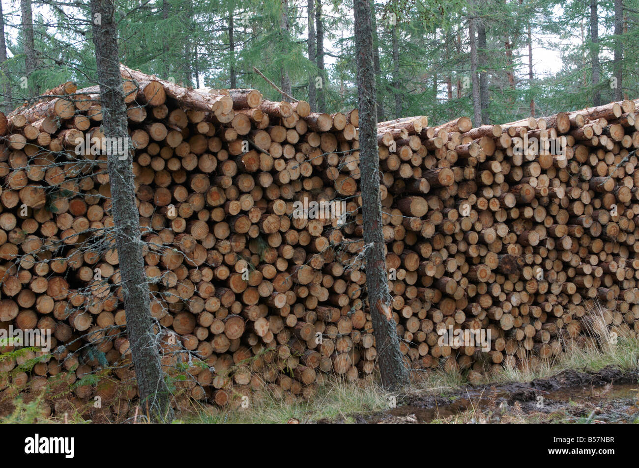Environmental damage caused by Logging in Balronald Wood Logging in ...