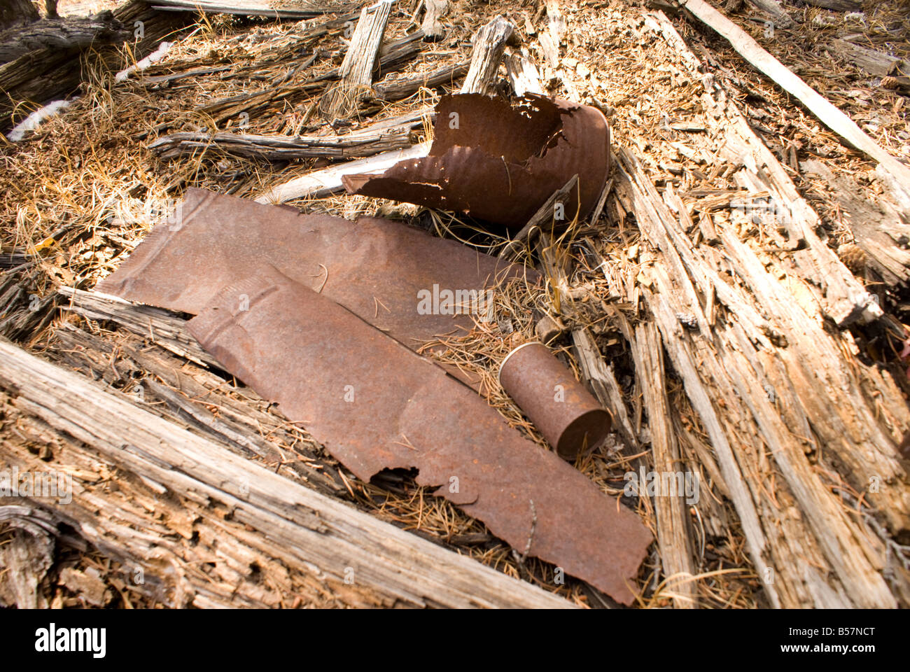 Rust in the forest Stock Photo - Alamy